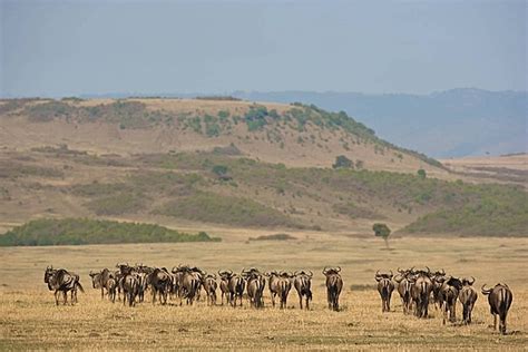 Zebra Migration Background Images Hd Pictures And Wallpaper For Free