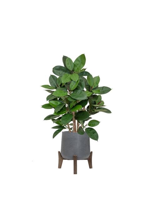 Artificial Ficus Elastica In Hanover Pot