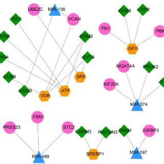 TF MiRNA Target Regulatory Network Blue Triangles Represent The MiRNA