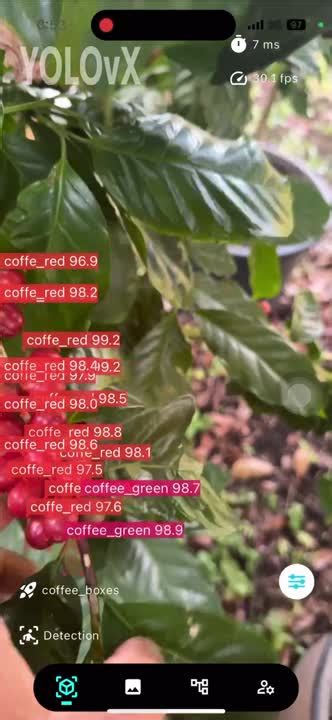 yolovx on linkedin coffee plant fruit maturity detection yolovx