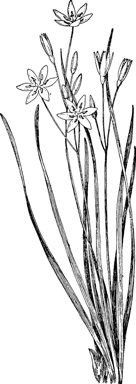 Star Grass Vintage Illustration 13718567 Vector Art At Vecteezy