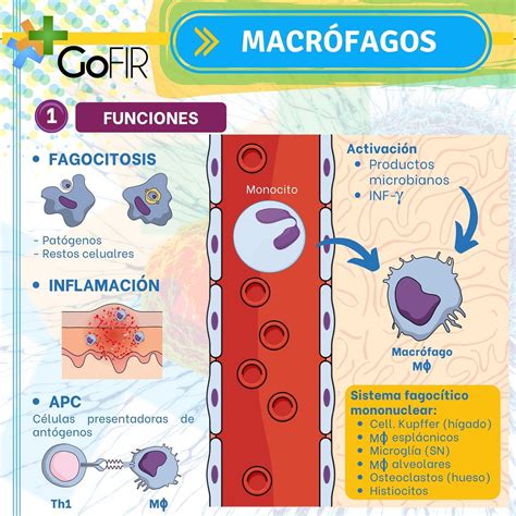 Fir Gofir Los Macrófagos Son Células Del Sistema Inmune Facebook