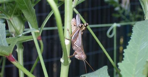 Grasshopper Imgur