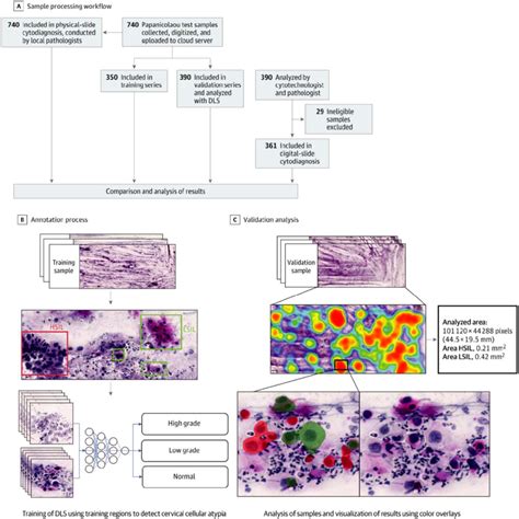 Overview Of Sample Processing And Algorithm Training And Validation A Download Scientific
