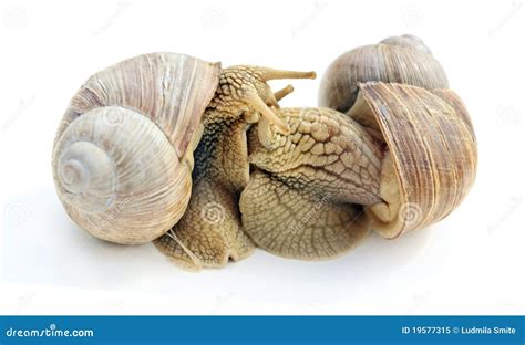 Sex Of Snails Stock Image Image Of Active Shell Side 19577315