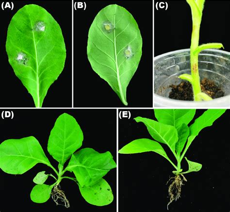 Pathogenicity On Tobacco Ab Leaves C Stems And D Roots E