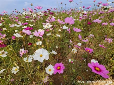 충남 공주 가을여행 산책하기 좋은 신관공원 미르섬 나들이 코스모스 꽃 공주 가볼만한곳 금강수변 네이버 블로그