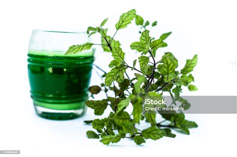 툴 시 또는 생 바 질 잎과 함께 흰색으로 분리 된 홀리 바 질의 신선한 유기농 추출 주스를 닫습니다 0명에 대한 스톡 사진 및 기타 이미지 Istock