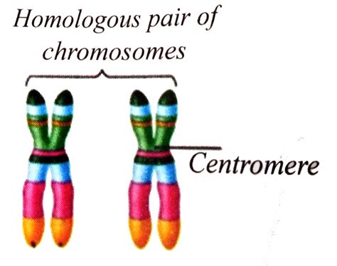 Homologous Biology