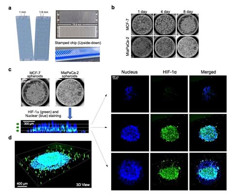 3d Tumor Spheroid Microarray The Dordick Research Lab