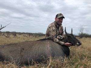 Guided Nilgai Hunting Texas All Seasons Guide Service