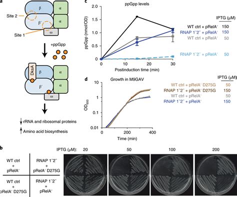 Ppgpp Inhibits Growth Independently Of Its Effects On Rna Polymerase A Download Scientific
