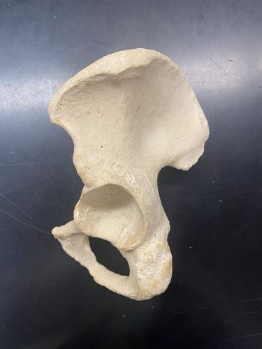 Anatomy And Physiology Lab Exam Lower Appendicular Skeleton Flashcards Quizlet