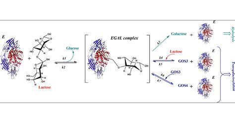 Kinetic Model For Galacto Oligosaccharide Synthesis Industrial