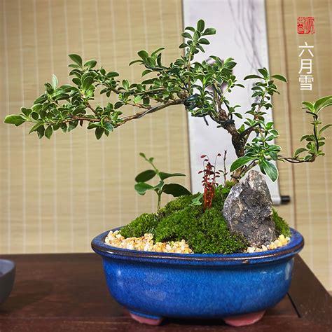 悬崖式六月雪盆景图片 六月雪盆景图片 六月雪盆景悬崖 第14页 大山谷图库