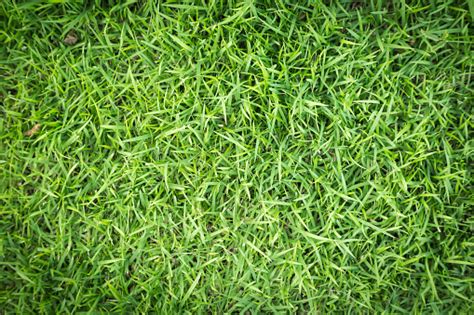 필드 질감 잔디 골프장 축구장 또는 스포츠 배경 컨셉 디자인 자연 잔디입니다 0명에 대한 스톡 사진 및 기타 이미지 0명 계절 골프 Istock