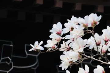 春分春色自此分春意从此浓