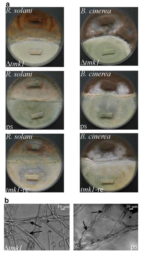 Signaling Via The Trichoderma Atroviride Mitogen Activated Protein Kinase Tmk 1 Differentially