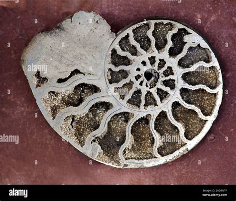 Shell Of Fossil Ammonite Sliced Through The Middle To Expose The Internal Chambers In