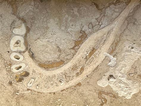 Get Facts On The Early Human Ancestor Lucy