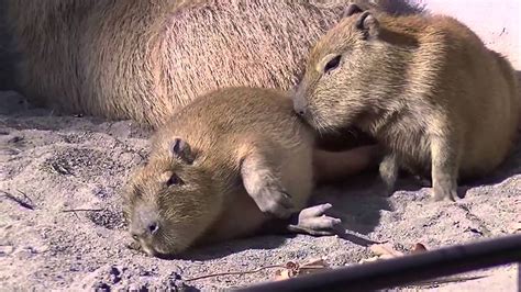 서로 싸우는 아기 카피 바라 Youtube