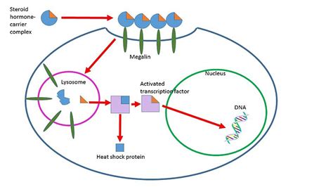 Difference Between Steroid And Peptide Hormones Definition Mechanism Of Action Function