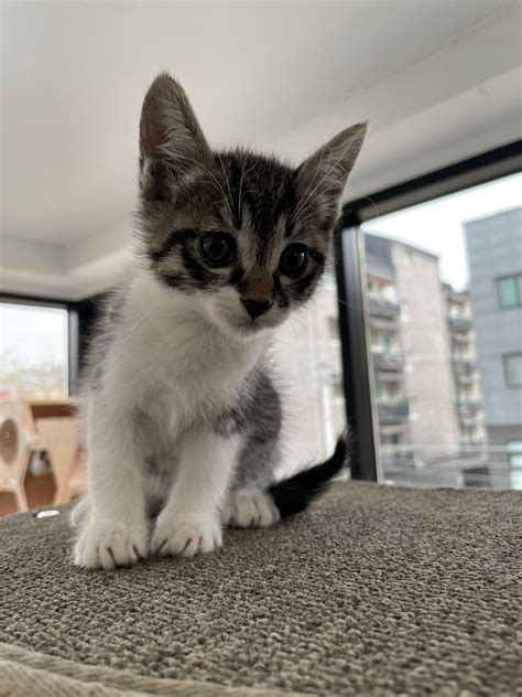 코리안숏헤어하오 책임분양 인천고양이분양 수원고양이분양 서울고양이분양 대전고양이분양 평택고양이분양 시흥고양이분양