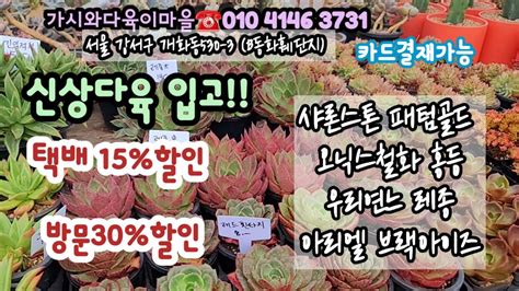 신상다육입고 상반기 할인진행중택배15방문30할인 샤론스톤 오닉스철화대박최저가격 샤론스톤 팬텀골드등유료광고포함 Youtube