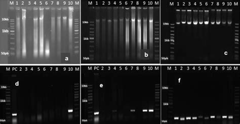 Electrophoresis Analysis Of Gdna Obtained From Fresh Root Wells 1 To Download Scientific