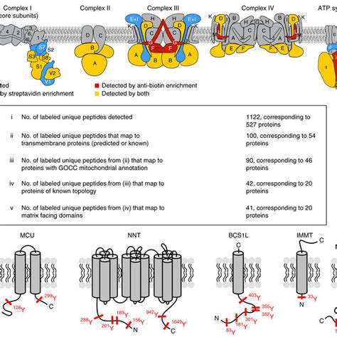 Analysis Of Apex2 Labeling Specificity A Comparison Of Labeling