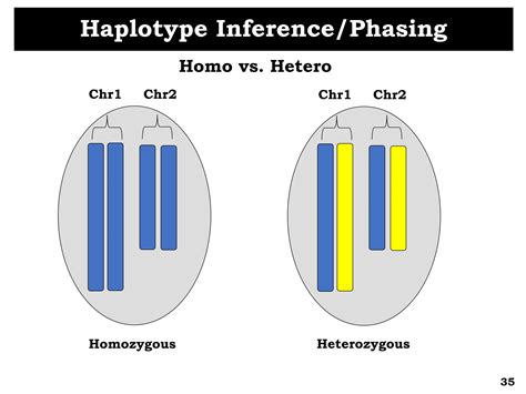 Haplotype Based Genomic Selection For Precision Plant Breeding Pptx