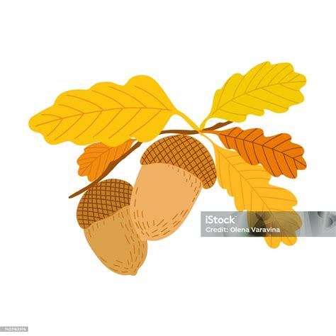 도토리 참나무 씨앗과 나뭇잎 가지 간단한 손으로 그린 플랫 스타일 벡터 일러스트 레이 션 가을 가을 디자인 요소 추수 감사절