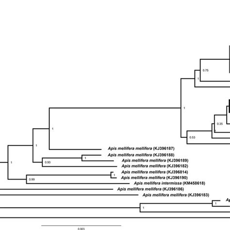 bayesian inference bi phylogenetic tree constructed with mrbayes