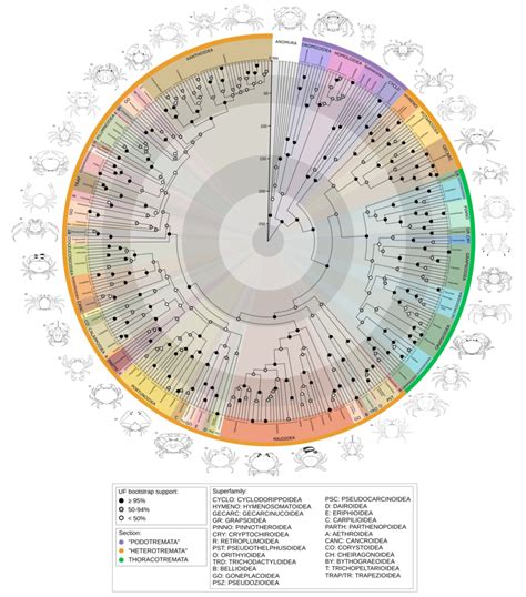 Summary Of Phylogeny And Divergence Time Estimates For Brachyura Download Scientific Diagram