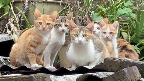 猫妈带着小猫四处奔波觅食看着永远吃不饱的孩子眼神透露着无奈 YouTube