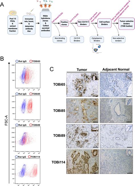 Rat Igg2a Bio X Cell Bioz