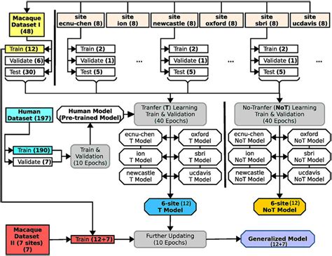 Schematic Of The U Net Models Training Transfer Learning And