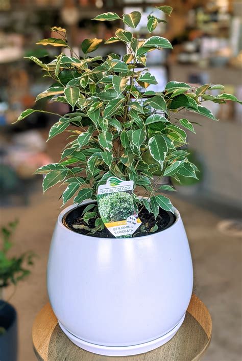 Ficus Benjamina Variegata