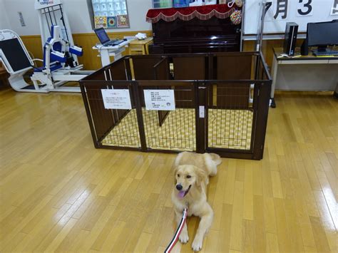 セラピー犬が仲間入りしました 社会医療法人 清風会