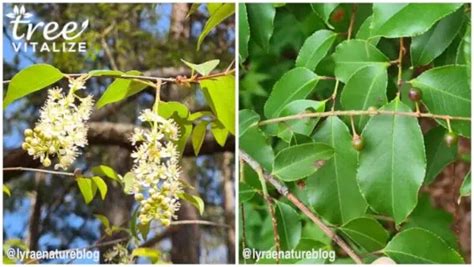 Common Native Trees In Kentucky Common Native Trees In Kentucky