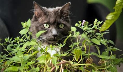 Why Do Cats Love Catnip Heres The Reason