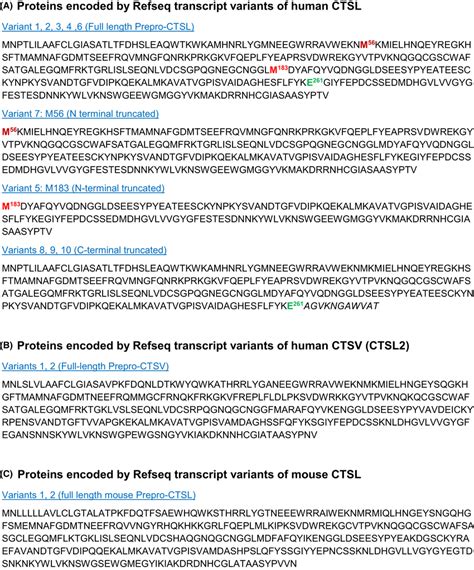 Proteins Encoded By The Transcript Variants Of Cathepsin L‐like