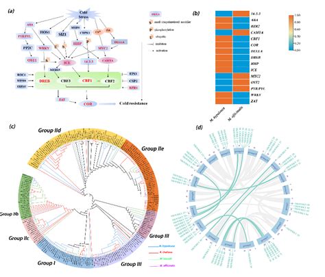 彭成团队在frontiers In Plant Science发表厚朴比较基因组解析其花香、耐寒性相关研究成果学术动态西南特色中药资源国家