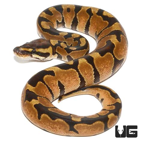Baby Enchi Pied Ball Python For Sale Underground Reptiles