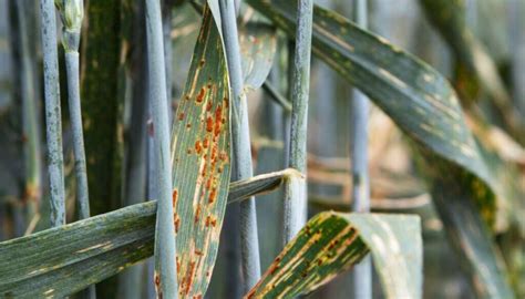 Real Time Diagnostics For Devastating Wheat Rust In Ethiopia Marple