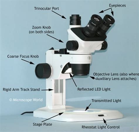 17 Best Types Of Microscopes Images On Pinterest Learning Onderwijs And Babes