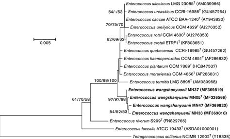 Phylogenetic Tree Based On 16s Rrna Gene Sequences Showing The