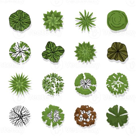 Tree Plan PNGs For Free Download