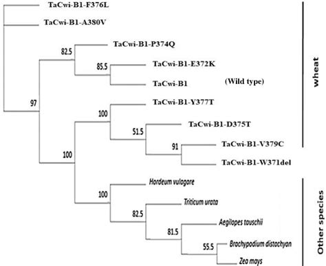 Figure 4 From Characterization Of Wheat Cell Wall Invertase Genes