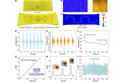Tissue Engineering Developing Bioinspired Multi Functional Tendon Mimetic Hydrogels Wetenschap